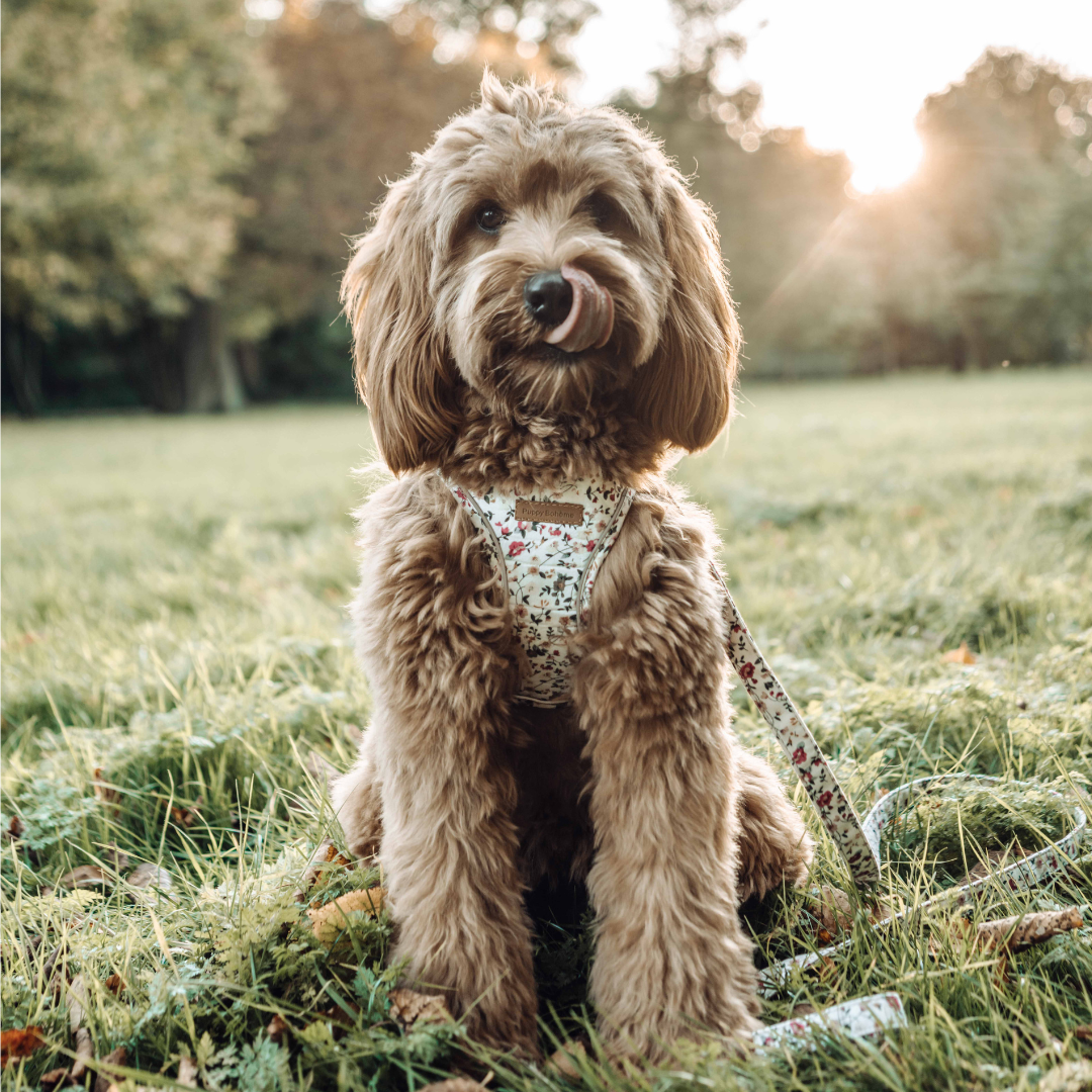 Layla step-in harness – Puppy Bohème