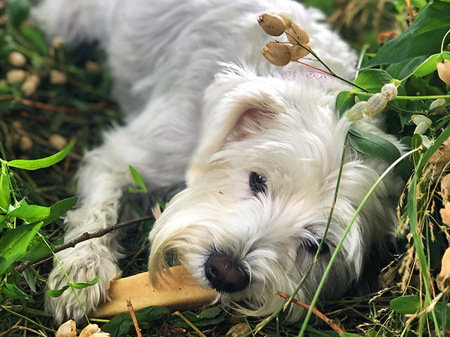 TIKKI HIMALAYAN SNACK – Puppy Bohème