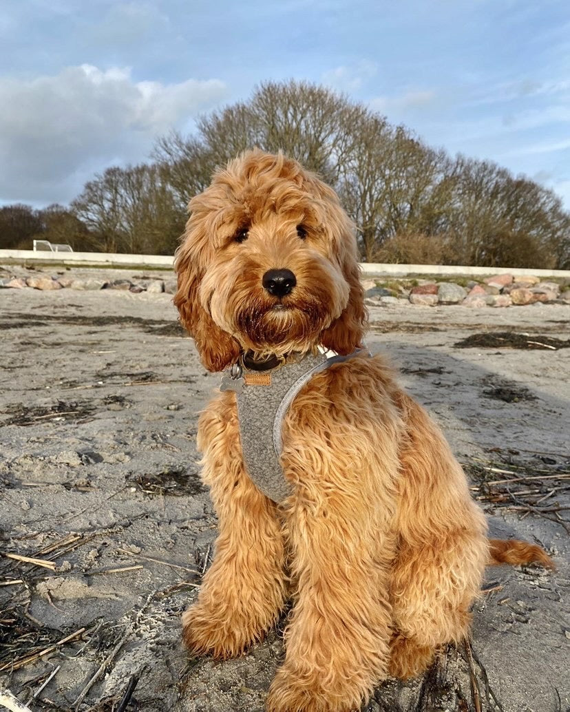 Teddy step-in harness gray – Puppy Bohème