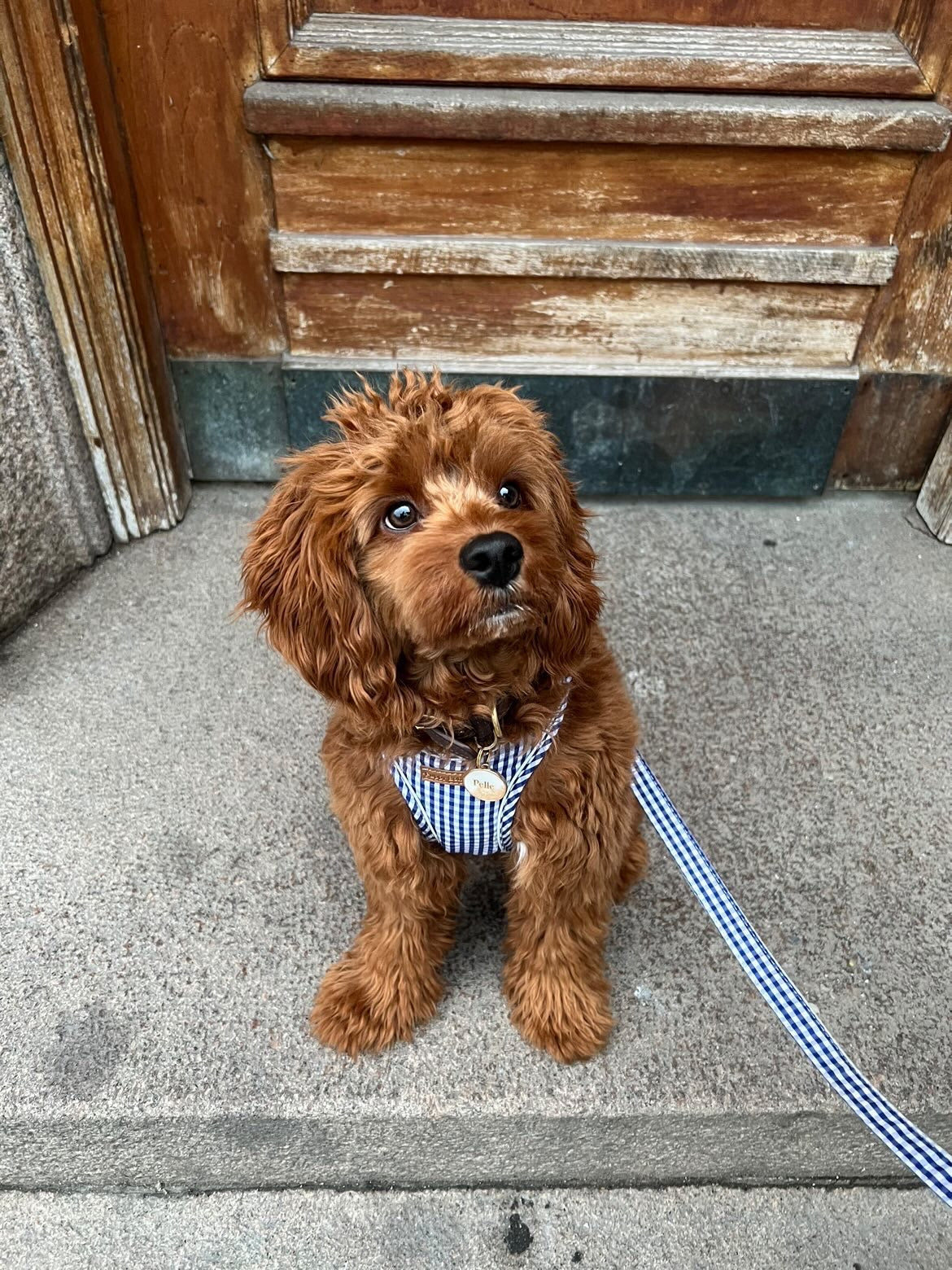Charlie step-in harness – Puppy Bohème