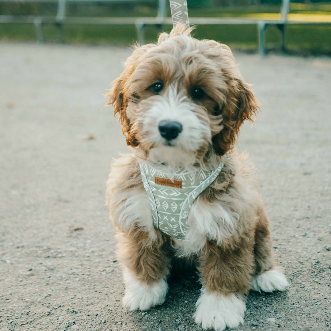 Aztec step-in harness – Puppy Bohème