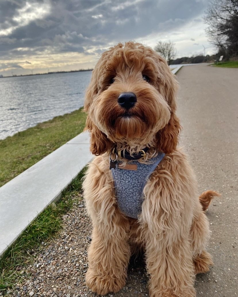 Teddy step-in harness gray – Puppy Bohème